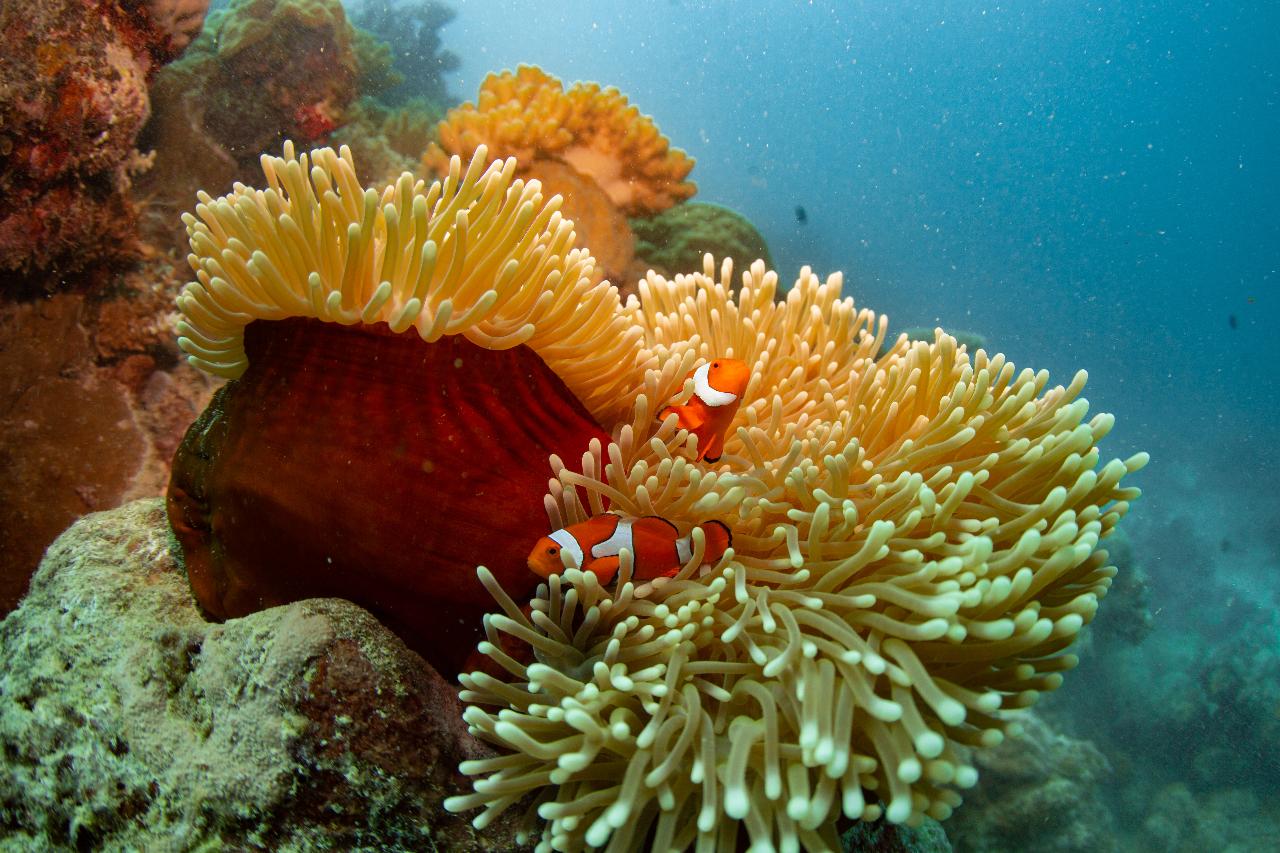 Cairns: GBR (Reef Encounter Liveaboard) | 16-21st OCTOBER 2024 - Scuba ...