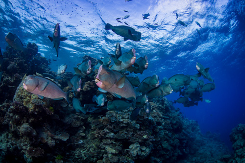 Cairns: GBR (Reef Encounter Liveaboard) | 16-21st OCTOBER 2024 - Scuba ...