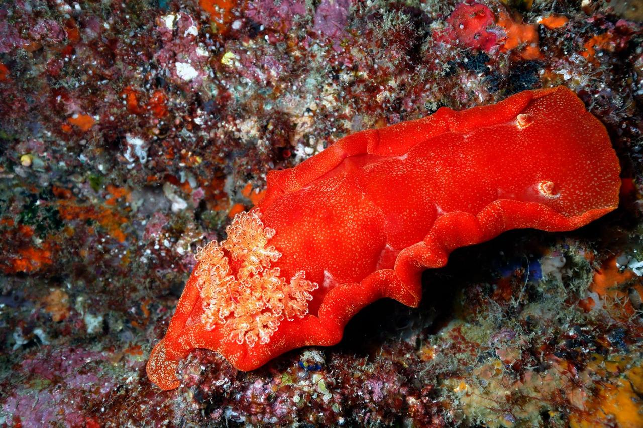 Double Dive: Mooloolaba Reefs (max 18m) - Scuba World Reservations