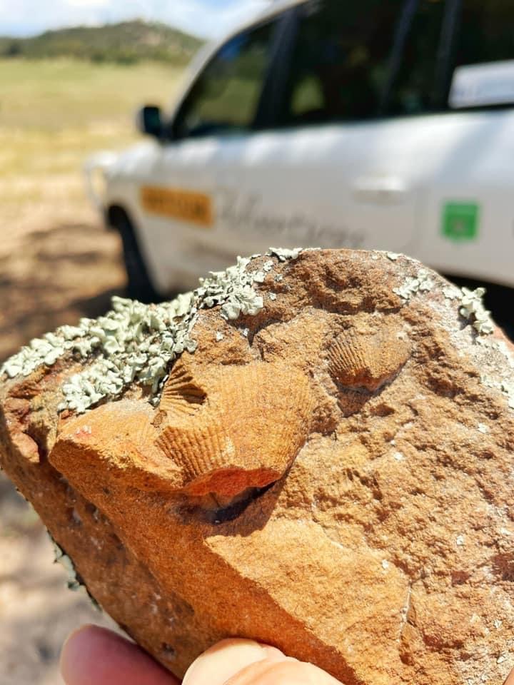 Gold Panning, Gem or Sapphire fossicking tour - half day - Detour ...