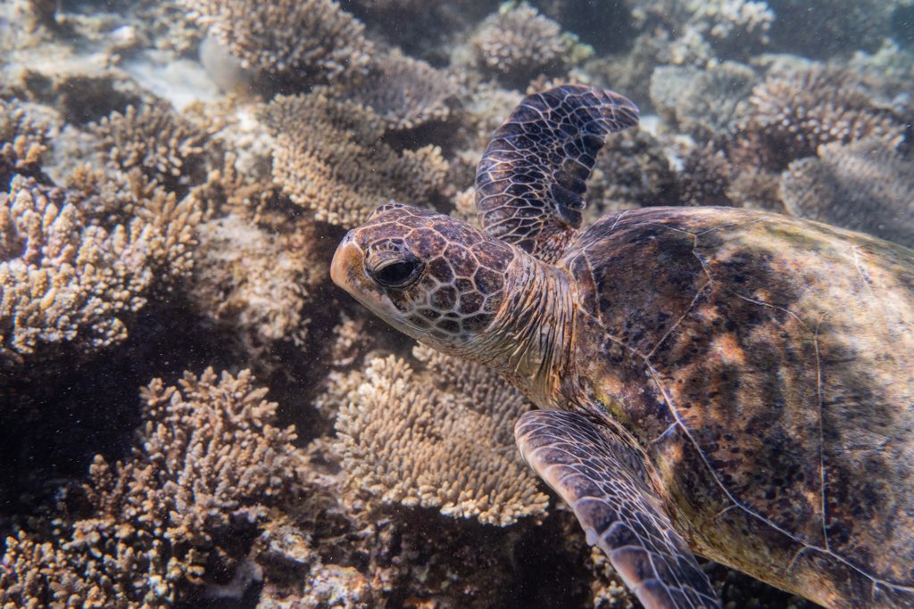 Coral Viewing Tour 1hr - View Ningaloo Reservations