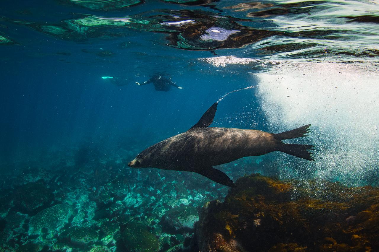 Dive with the seals at Montague Island (Barunguba) Narooma.
