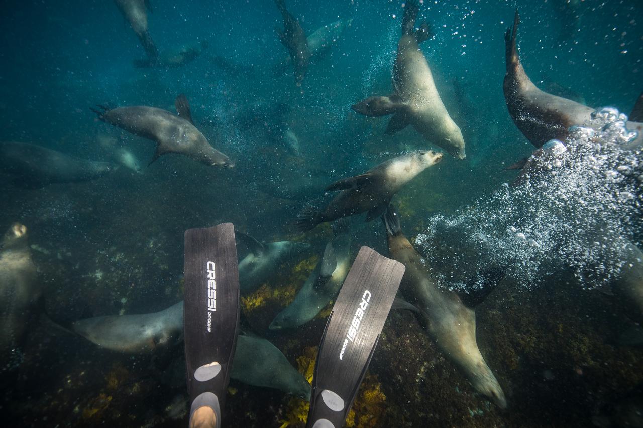 Freedive with seals, snorkel with seals! Padi guided scuba dive with ...
