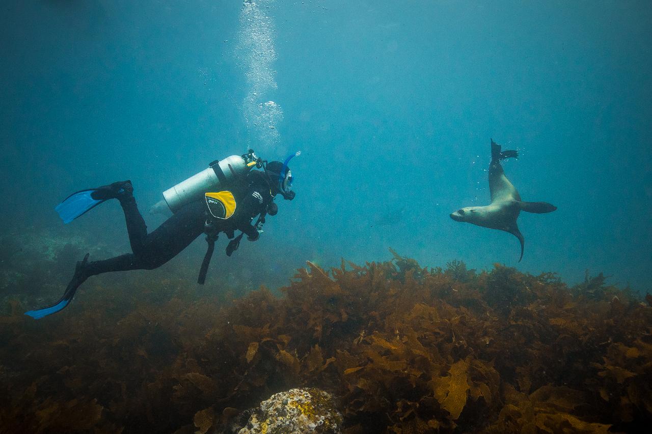 Dive with the seals at Montague Island (Barunguba) Narooma.