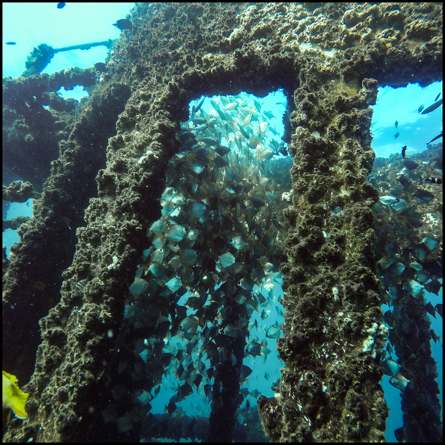 Ex-HMAS Brisbane Double Dive - Sunreef, Immerse Yourself Reservations