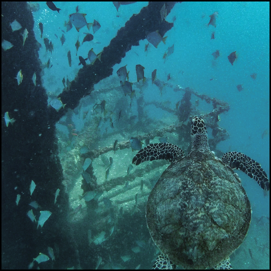 Mooloolaba Scuba Diving Tours - Tourism Town - The Tourism Marketplace ...