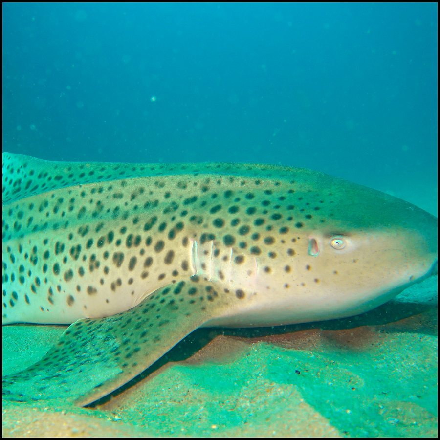 Ex-HMAS Brisbane Double Dive - Sunreef, Immerse Yourself Reservations