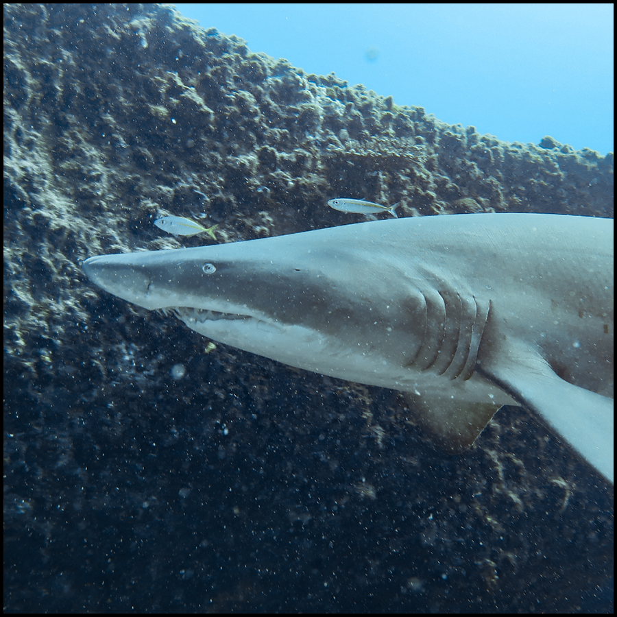 Dive with Sharks on the Sunshine Coast Reefs with Sunreef Mooloolaba Dive with Sharks on the Sunshine Coast Reefs with Sunreef Mooloolaba