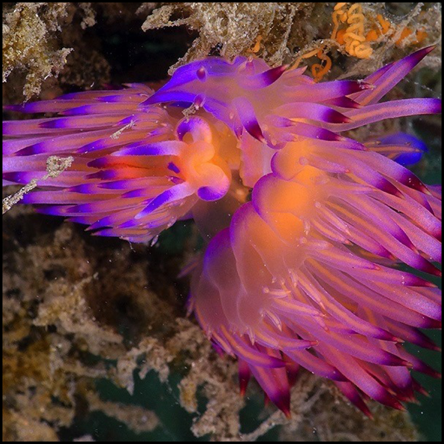 Nudibranch Double Dive - Sunreef, Immerse Yourself Reservations