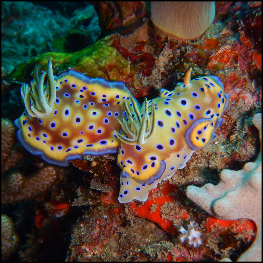 Nudibranch Double Dive - Sunreef, Immerse Yourself Reservations