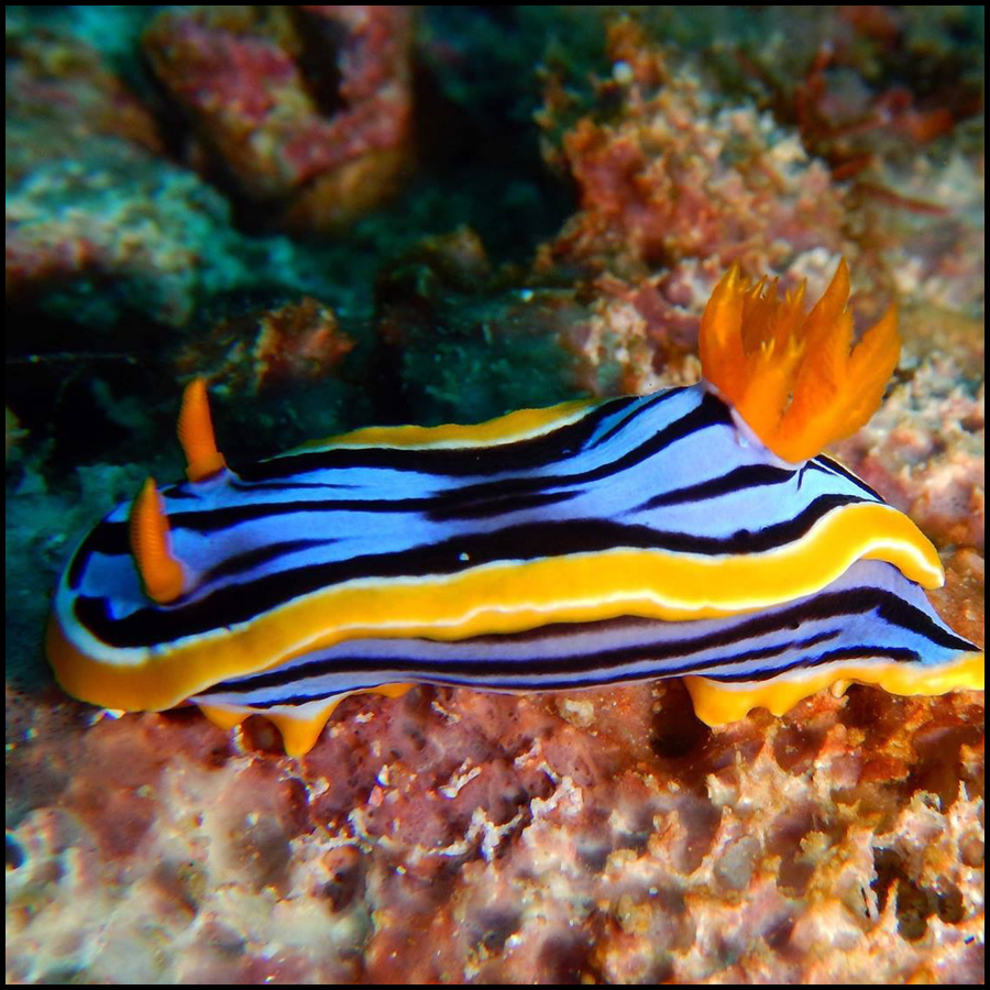 Nudibranch Double Dive - Sunreef, Immerse Yourself Reservations
