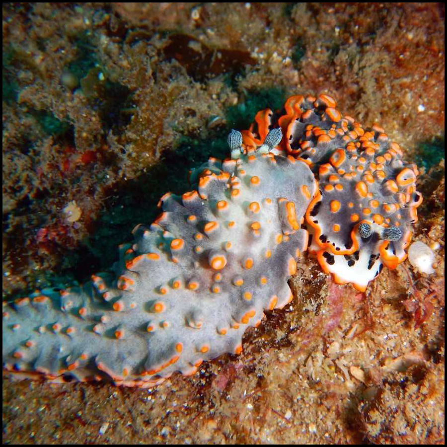 Nudibranch Double Dive - Sunreef, Immerse Yourself Reservations