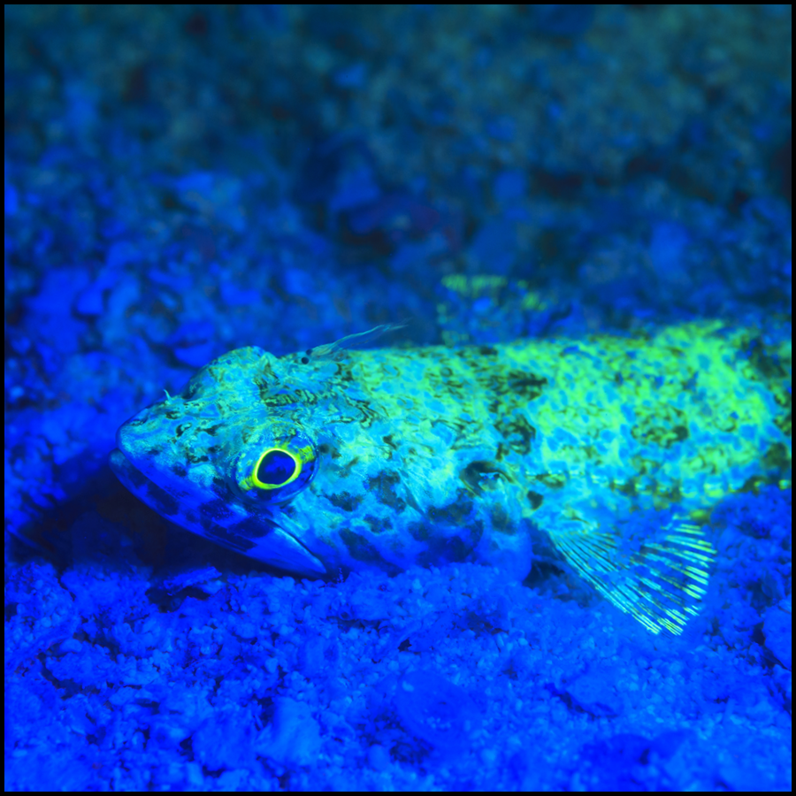 Flouro Night Reef Single Dive - Sunreef, Immerse Yourself Reservations