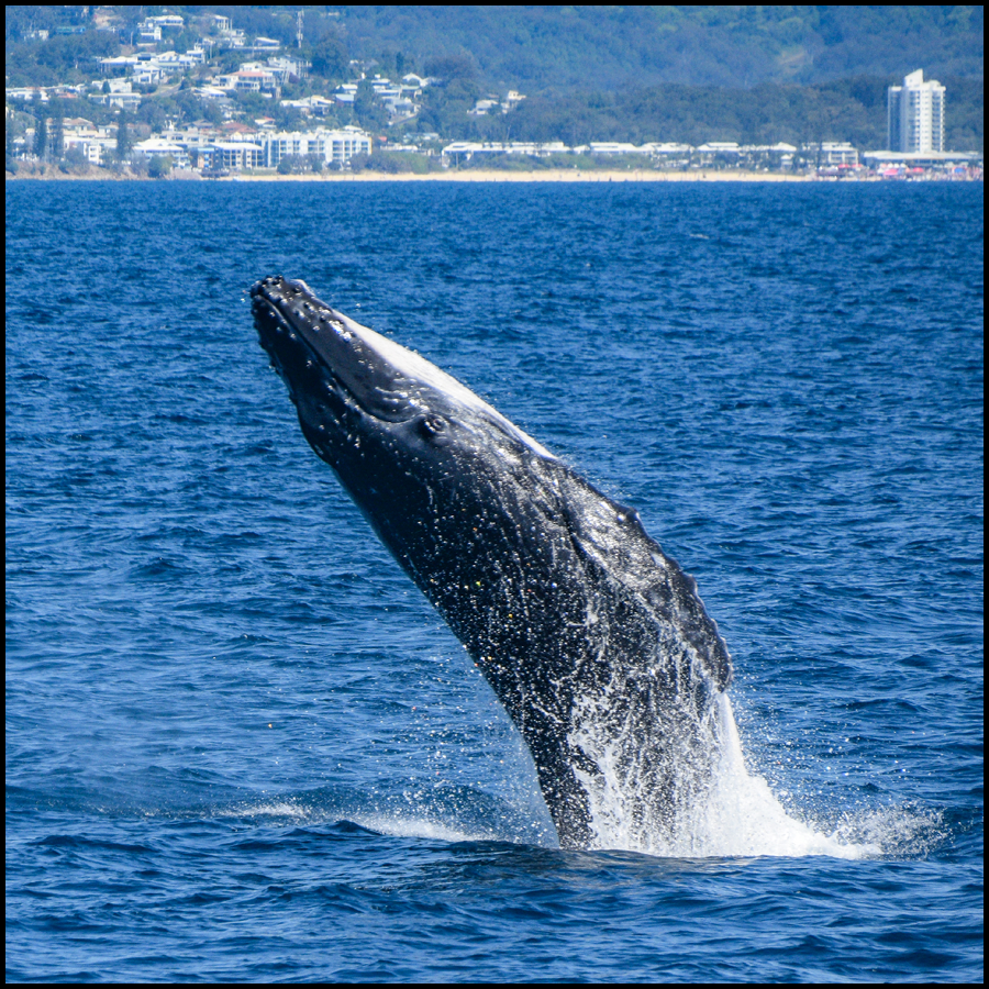 Whale Watching in Mooloolaba on Whale One powered by Sunreef