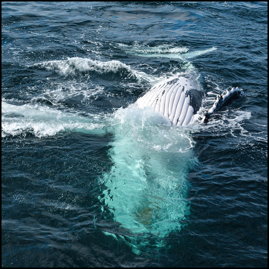 Whale Watching In Mooloolaba On Whale One Powered By Sunreef