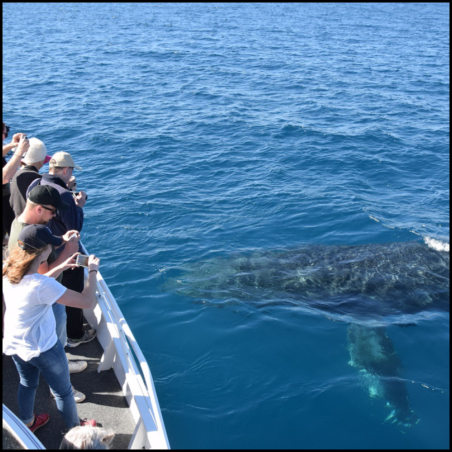 Whale Watching In Mooloolaba On Whale One Powered By Sunreef