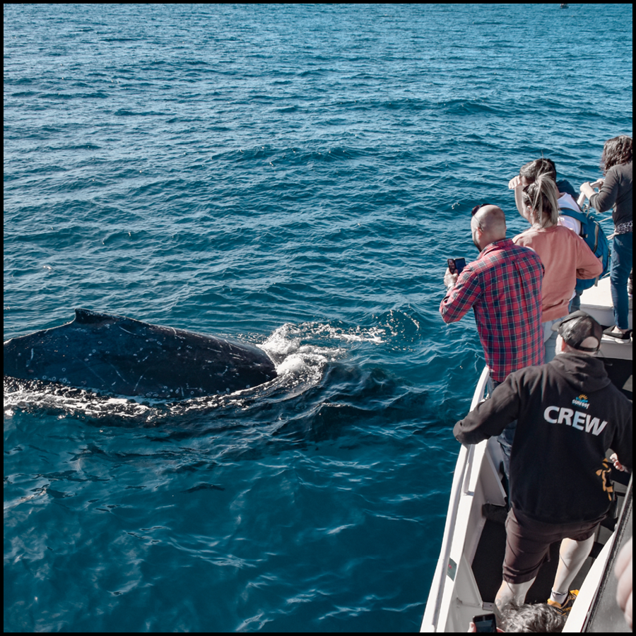 Whale Watching In Mooloolaba On Whale One Powered By Sunreef
