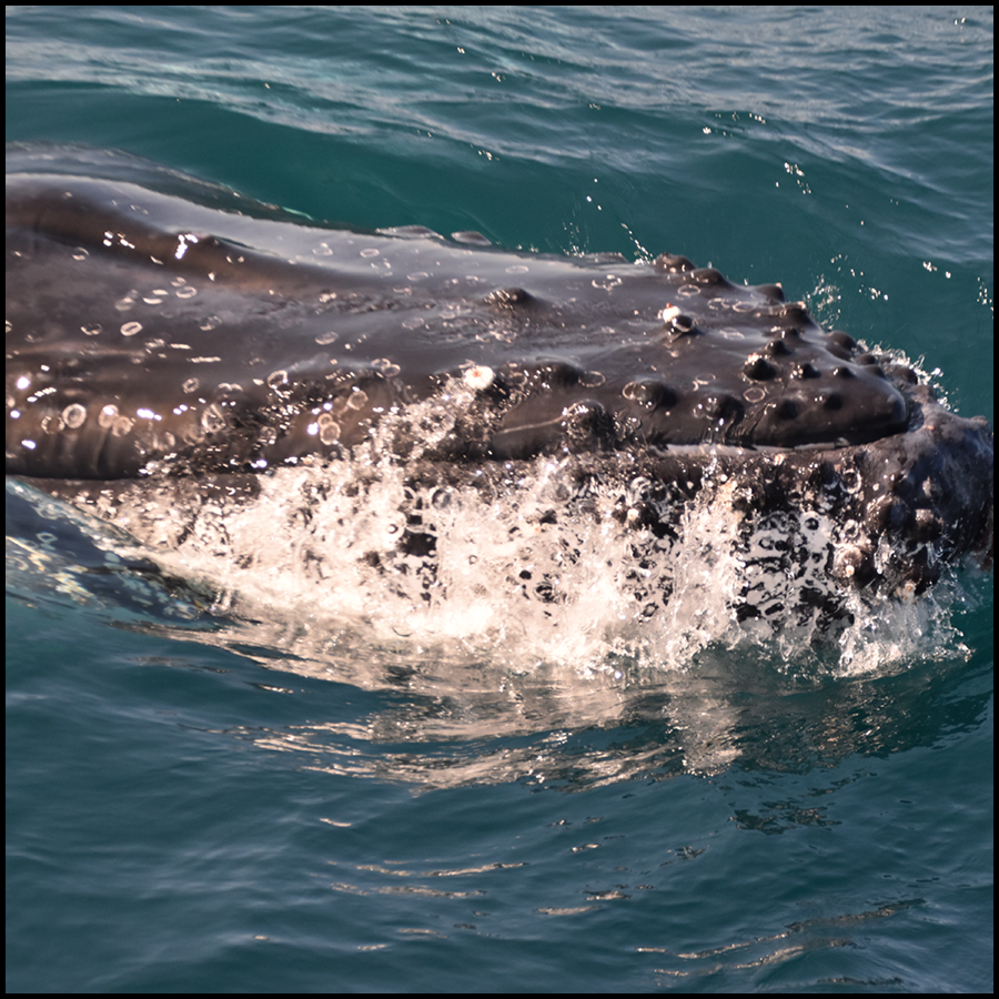 Whale Watching In Mooloolaba On Whale One Powered By Sunreef