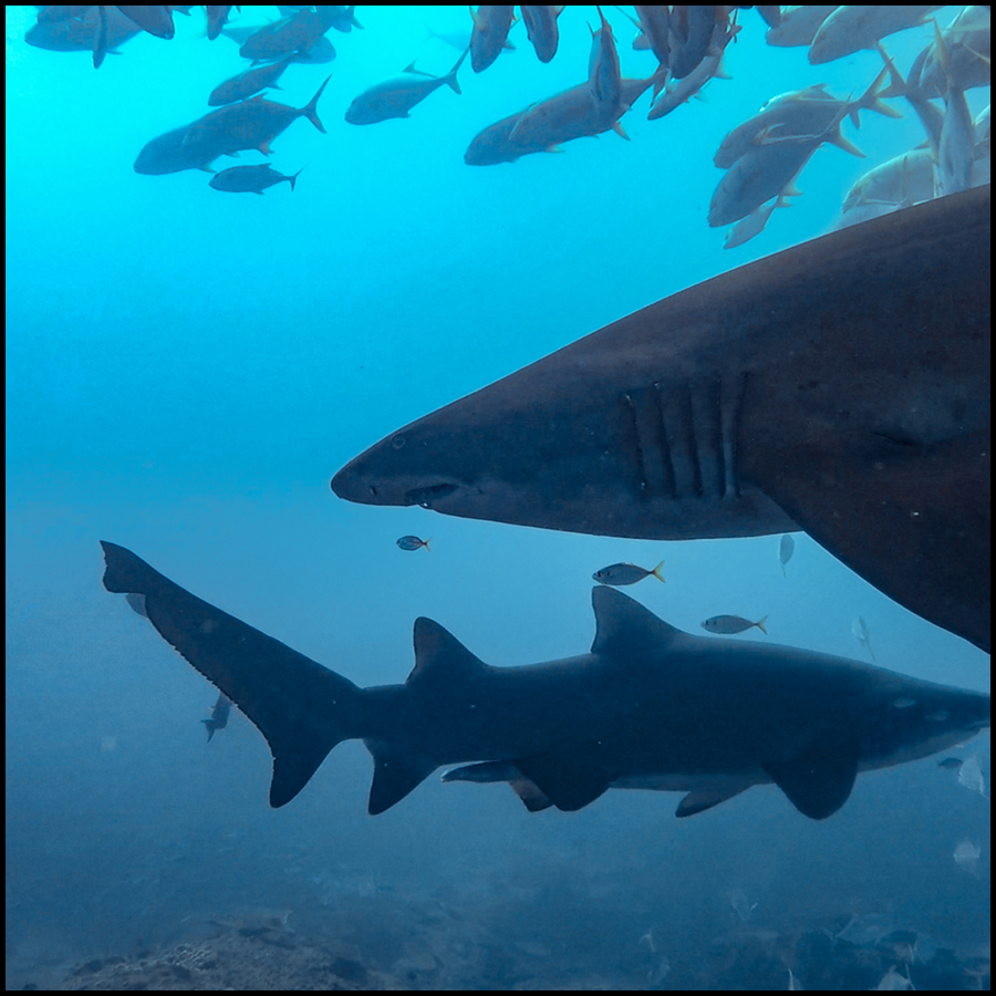 Dive with Sharks on the Sunshine Coast Reefs with Sunreef Mooloolaba
