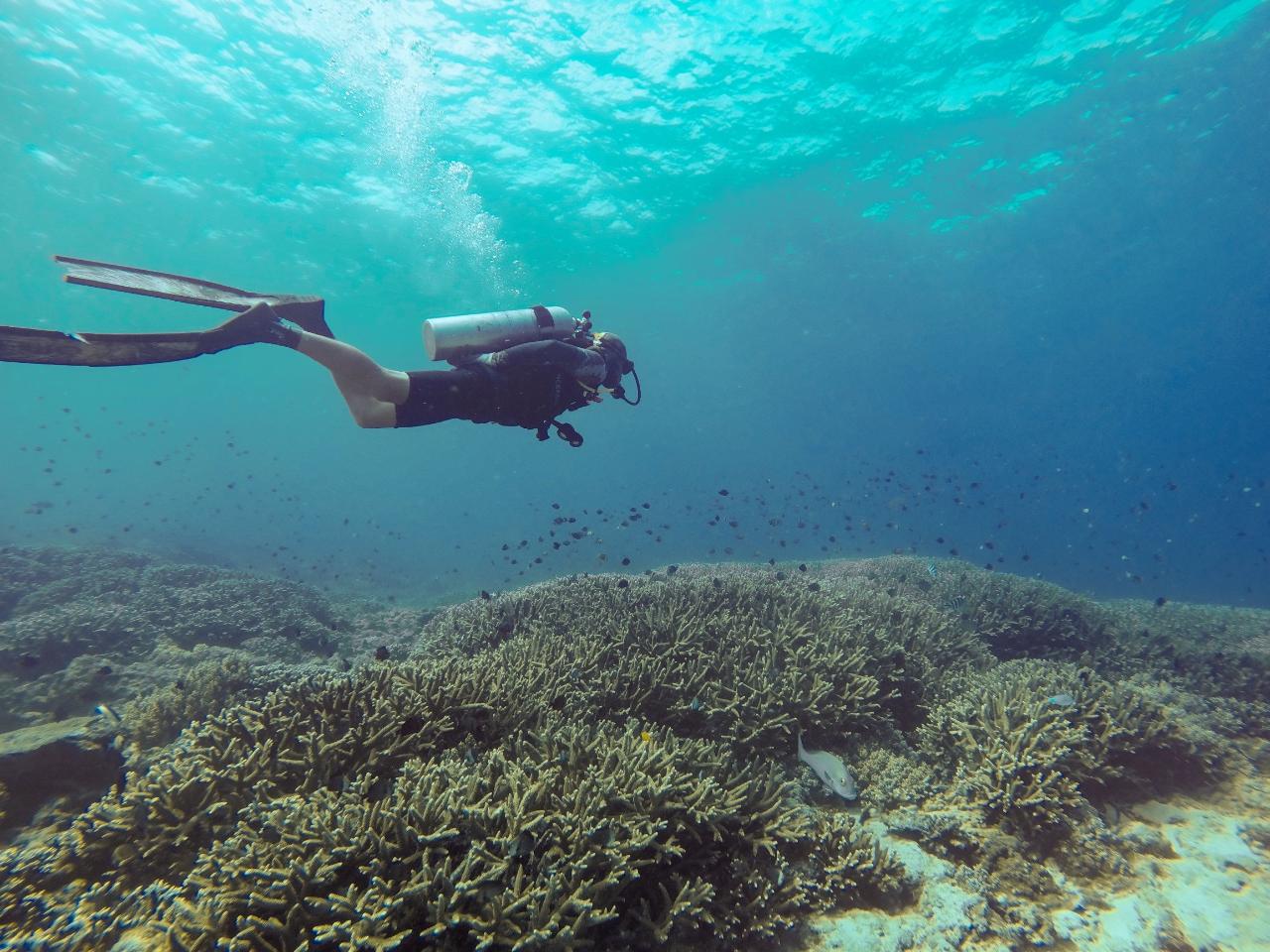 PADI Self Reliant Diver Course - Sunreef, Immerse Yourself Reservations PADI Self Reliant Diver Course - Sunreef, Immerse Yourself Reservations