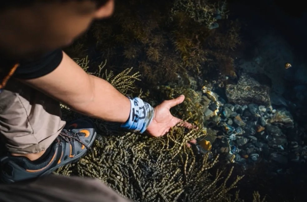 First Nations Seafood with Luke Bourke and NICI - Sydney Seafood School ...