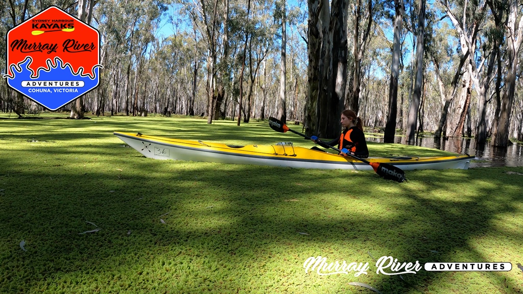 Guided Kayaking Tour Flooded Gunbower Forest