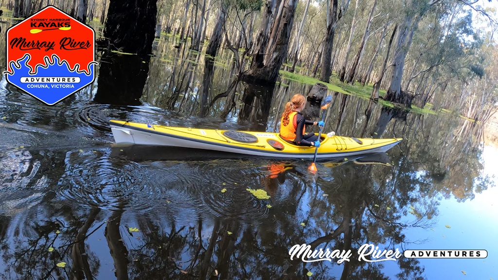 Guided Kayaking Tour Flooded Gunbower Forest