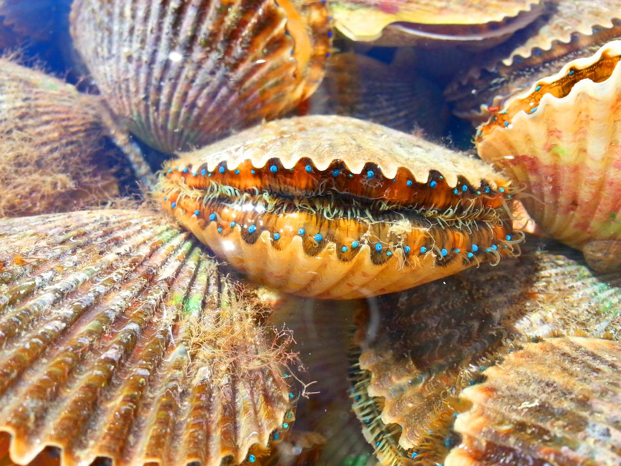 Guided Scalloping in Crystal River - Plantation on Crystal River ...
