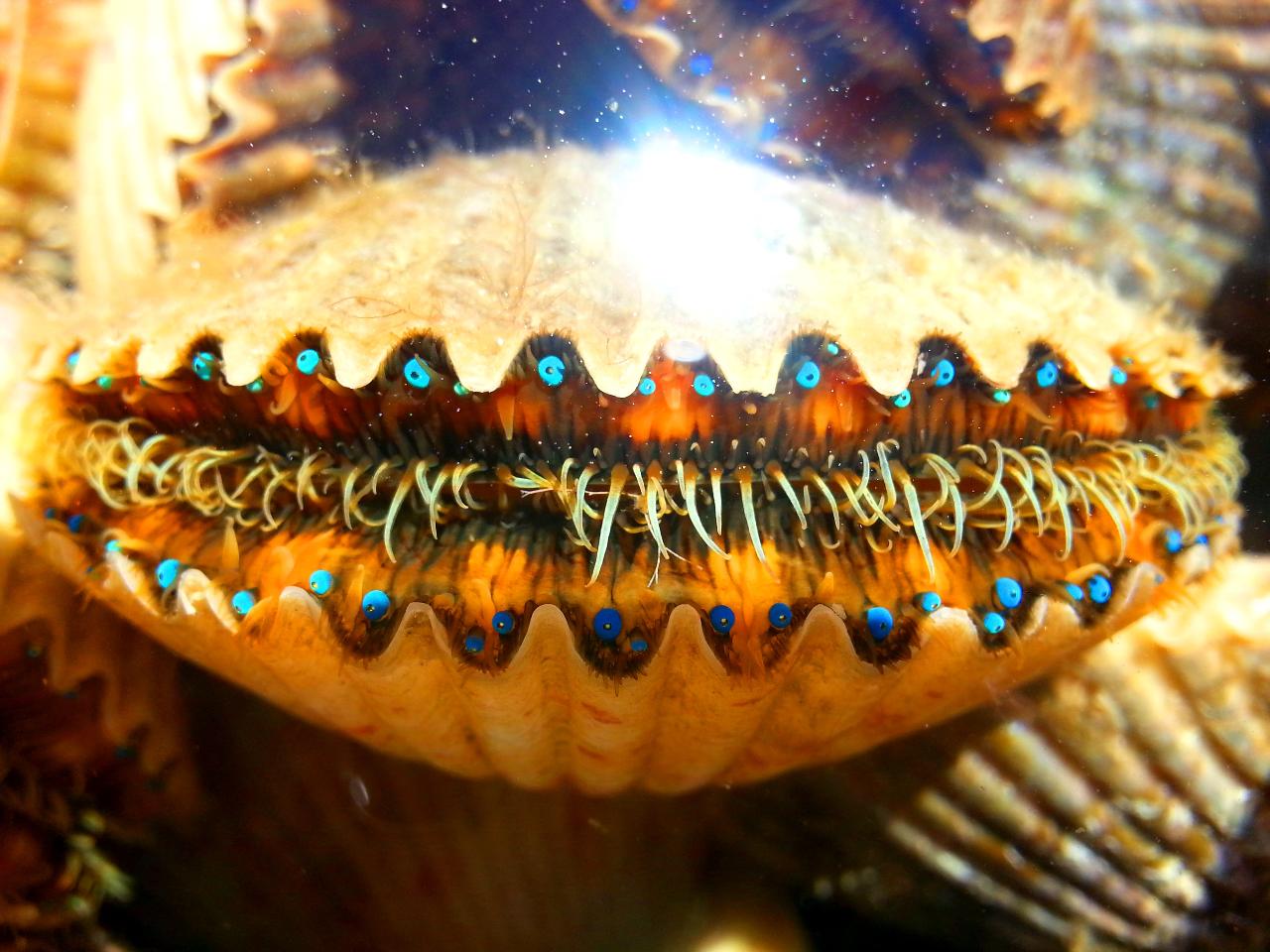 Guided Scalloping in Crystal River - Plantation on Crystal River ...