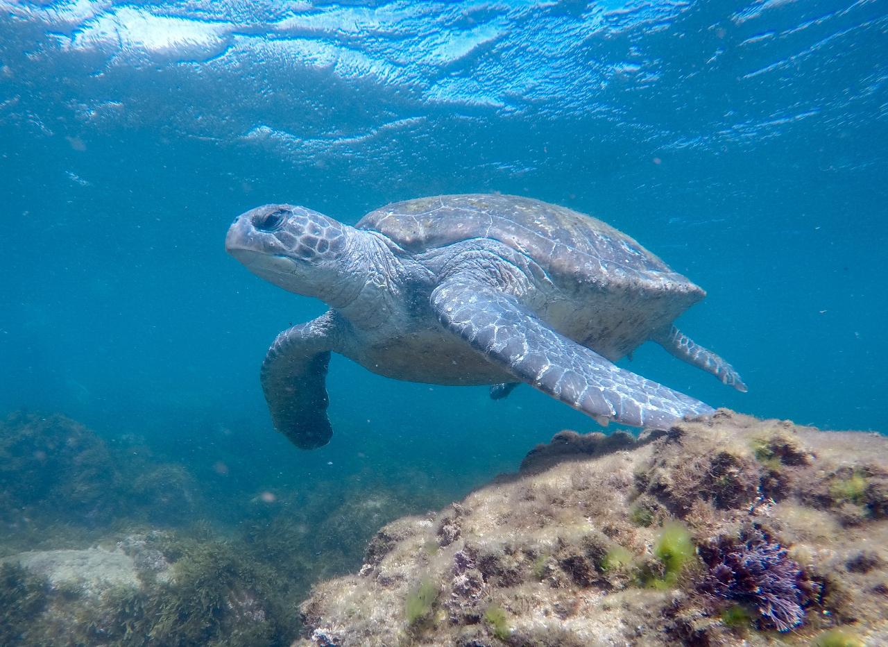 SNORKEL WITH THE TURTLES! (Private Boat) - Turers - Australia