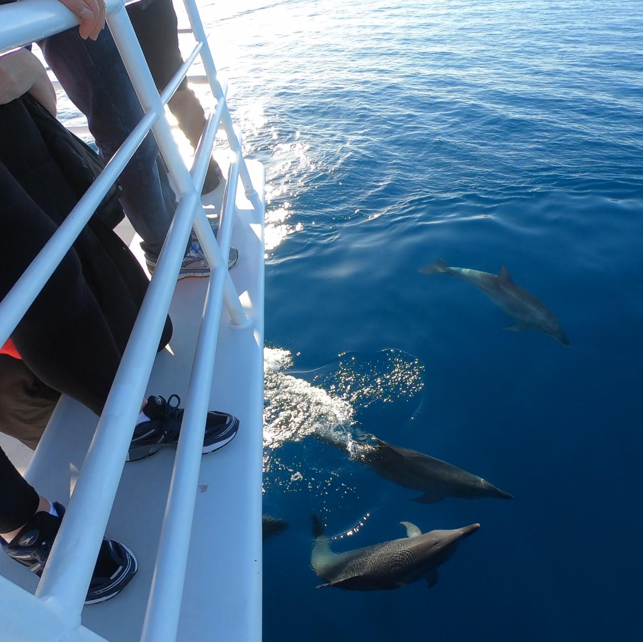 Hervey Bay Whale Search and Dolphin Watch - Whalesong Cruises Hervey ...