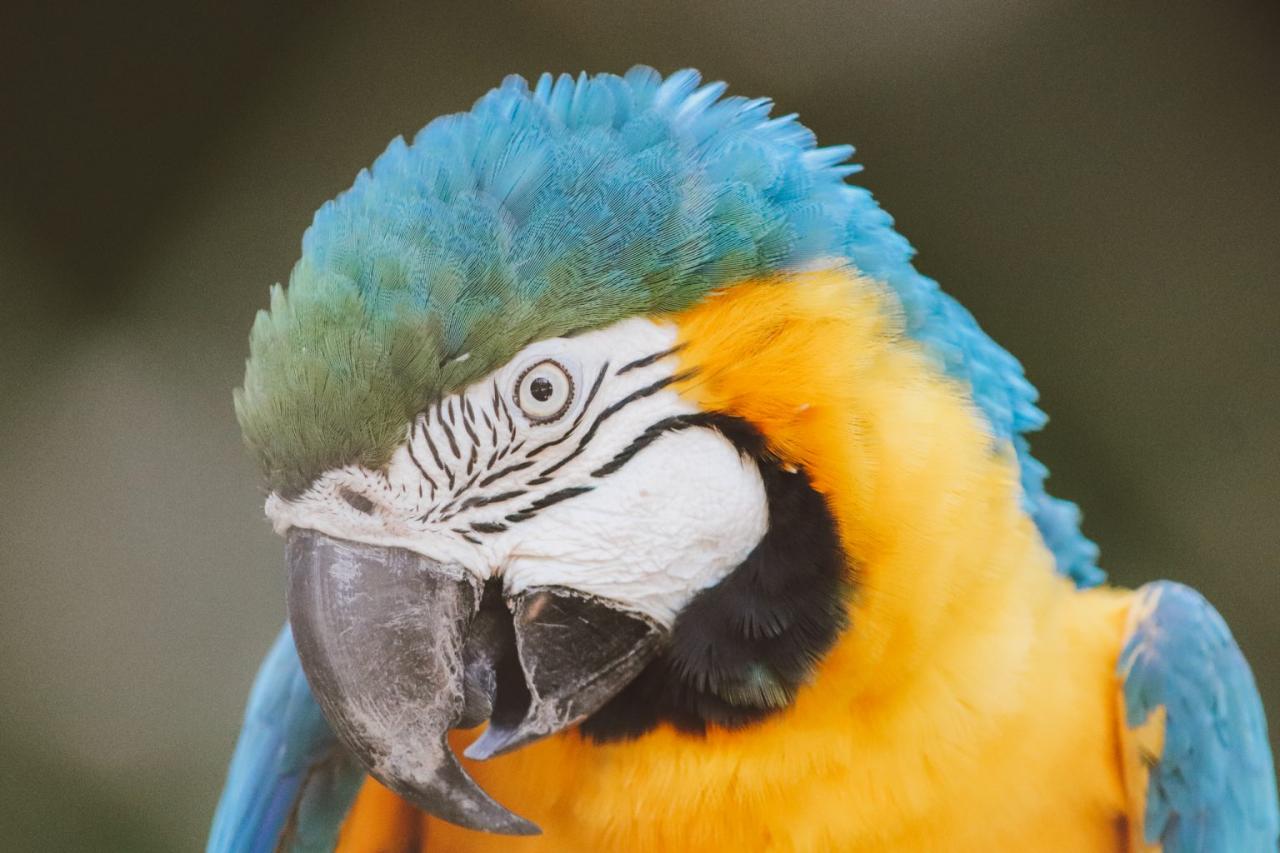 Rio Animal Tour: BioParque do Rio e AquaRio - Mercosul - C2Rio Tours ...