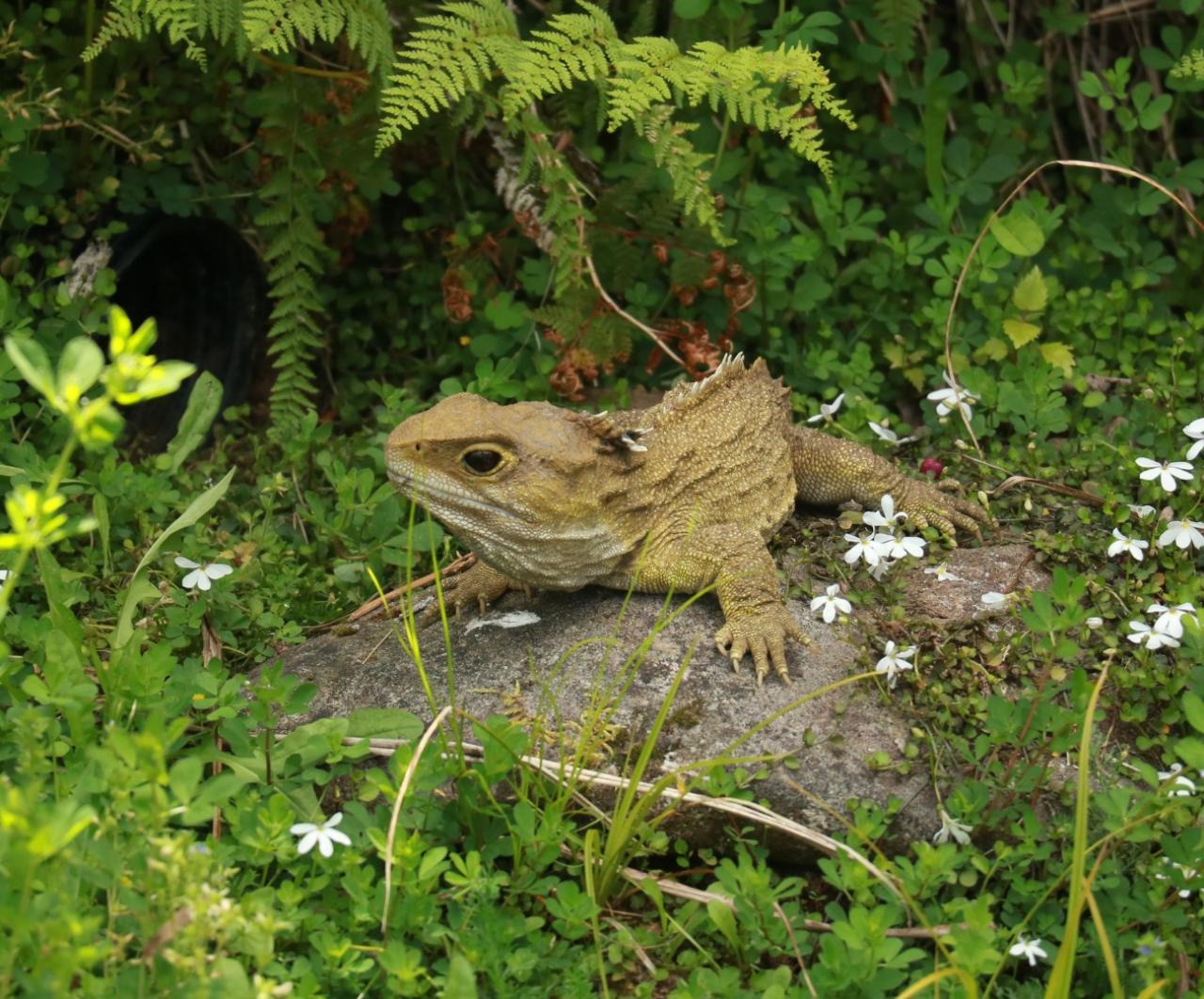 Secrets of the Tautari Wetland - Sanctuary Mountain® Maungatautari ...
