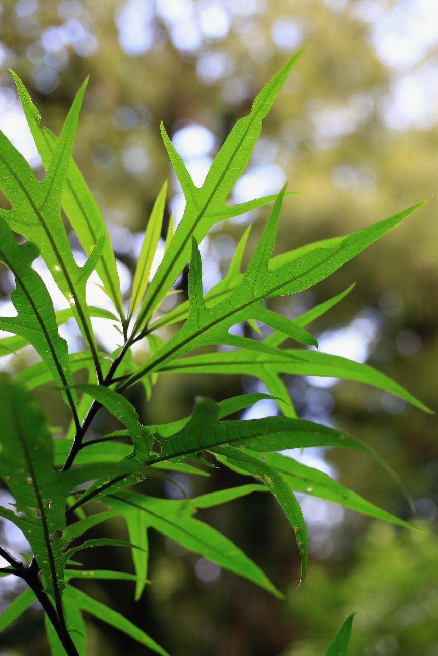 Rongoā rākau – an introduction to Māori herbal medicine - Sanctuary ...