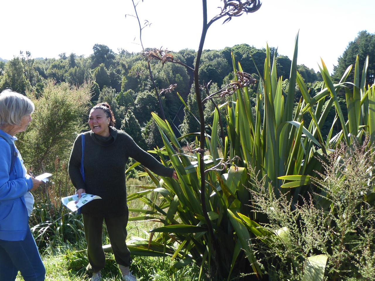Rongoā rākau – an introduction to Māori herbal medicine - Sanctuary ...