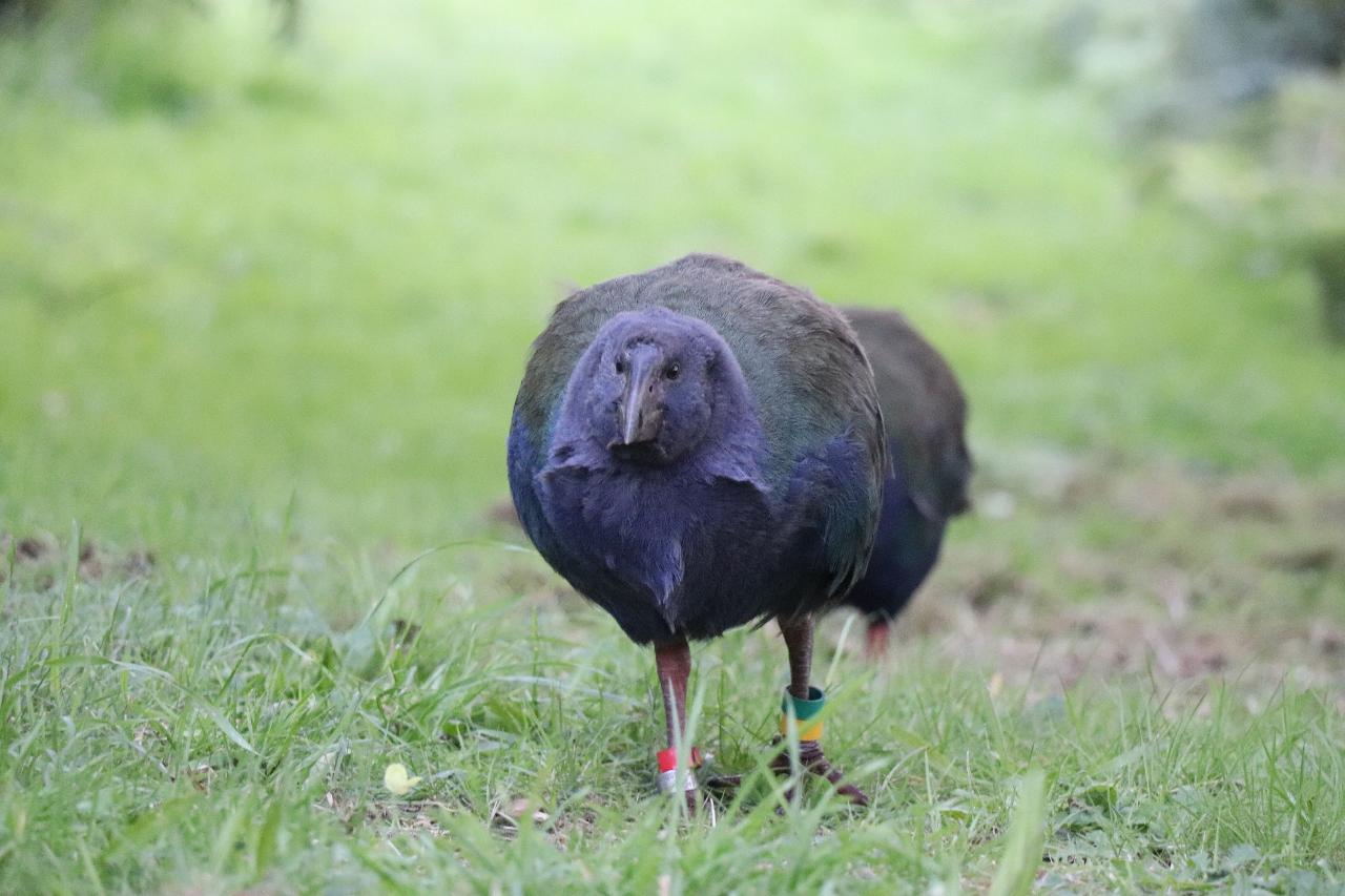 Secrets of the Tautari Wetland - Sanctuary Mountain® Maungatautari ...