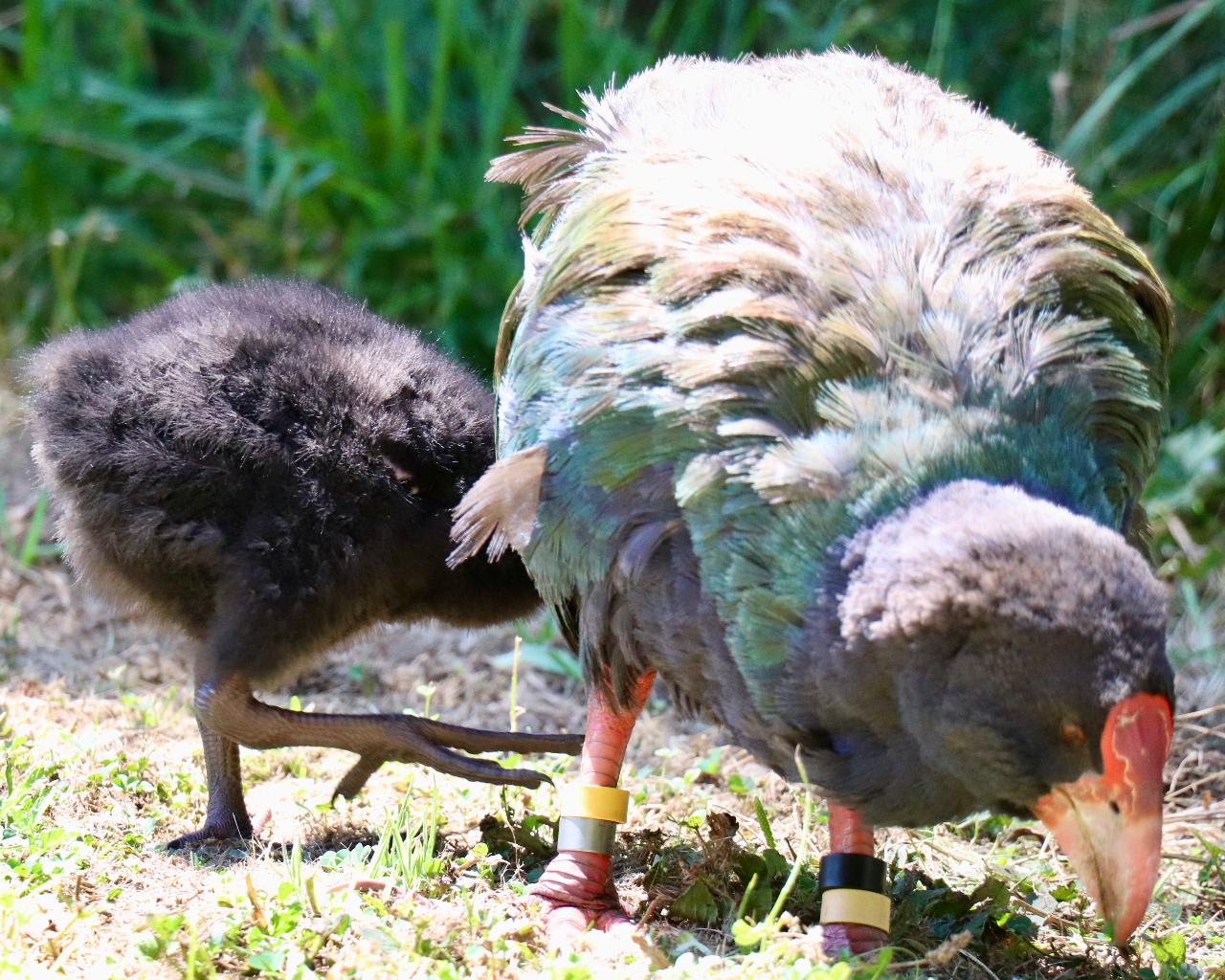 Secrets of the Tautari Wetland - Sanctuary Mountain® Maungatautari ...