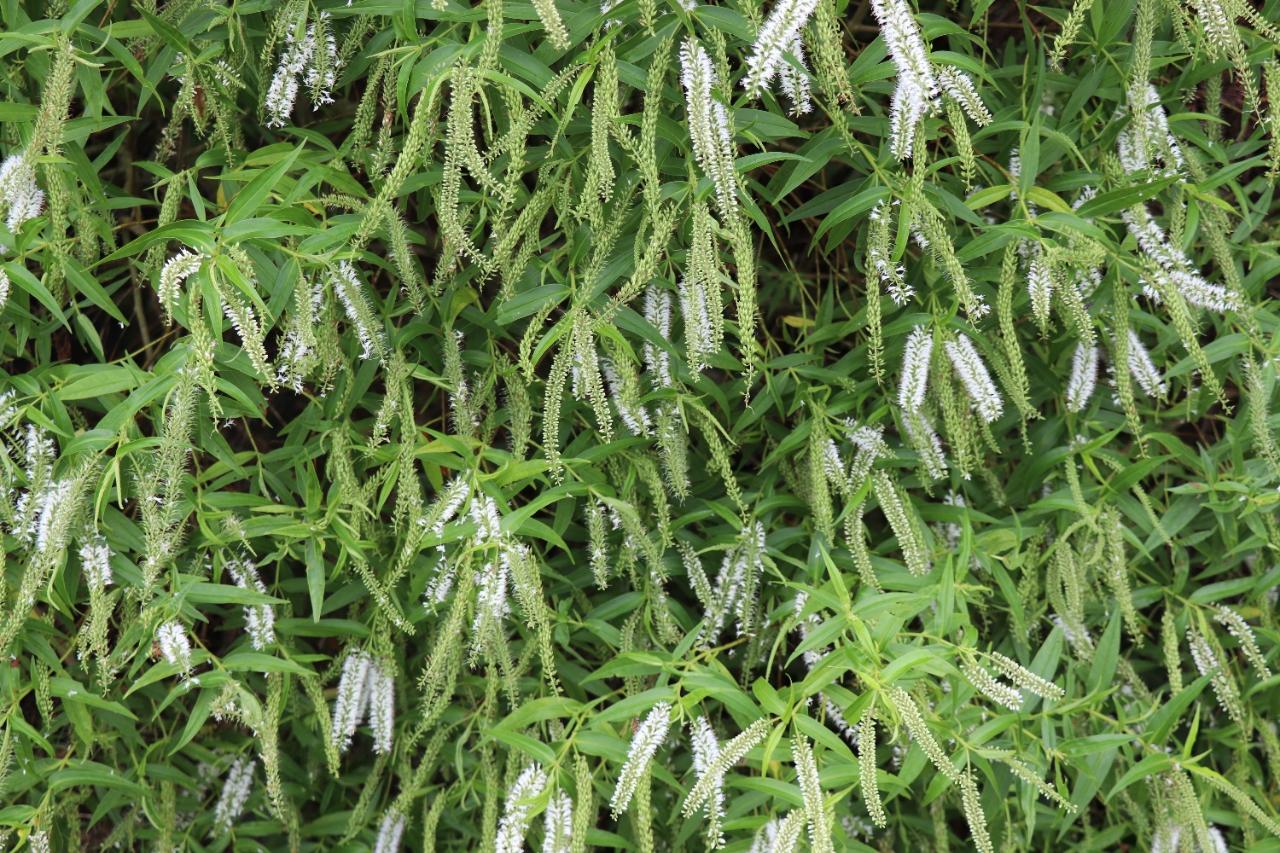 Rongoā rākau – an introduction to Māori herbal medicine - Sanctuary ...
