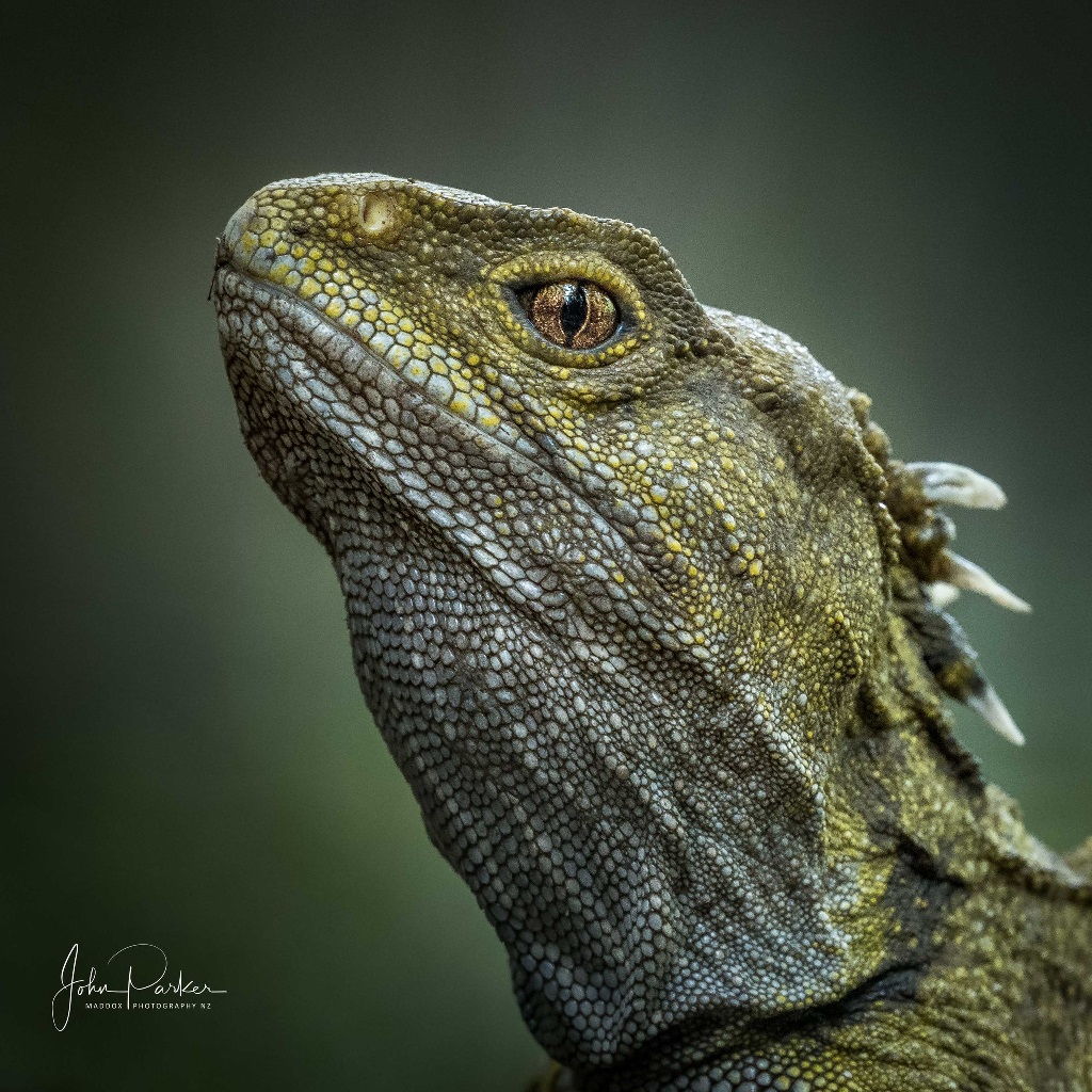 Secrets of the Tautari Wetland - Sanctuary Mountain® Maungatautari ...
