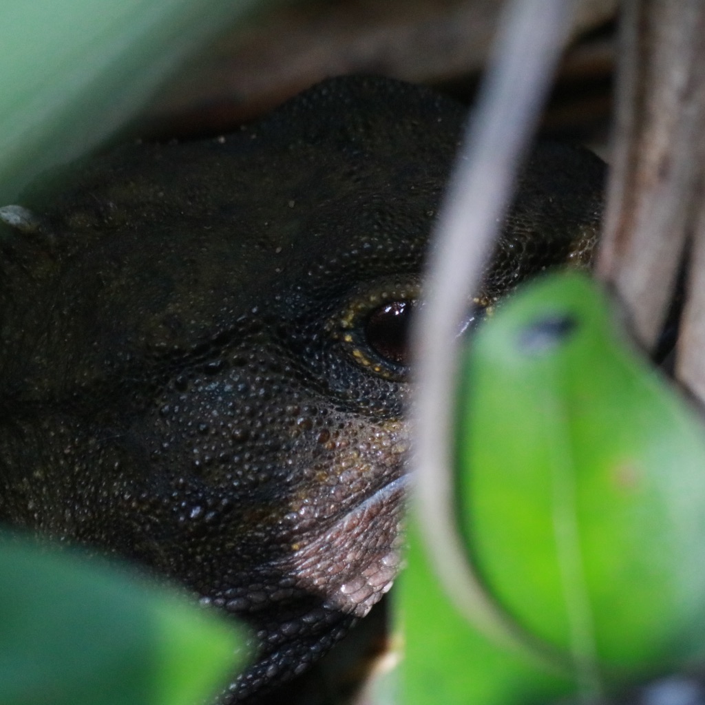 Tautari Wetlands Highlights Tour