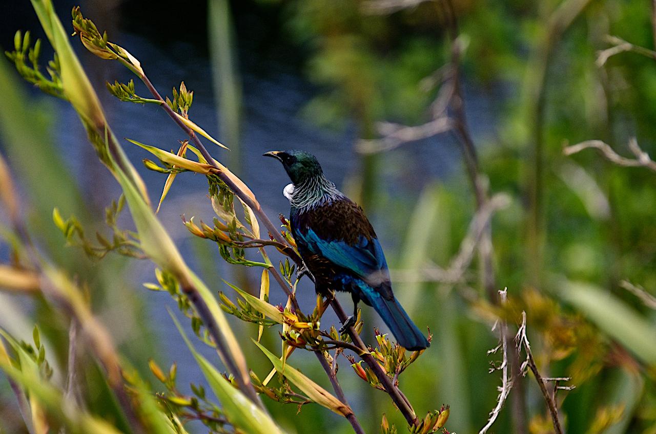 Secrets of the Tautari Wetland - Sanctuary Mountain® Maungatautari ...