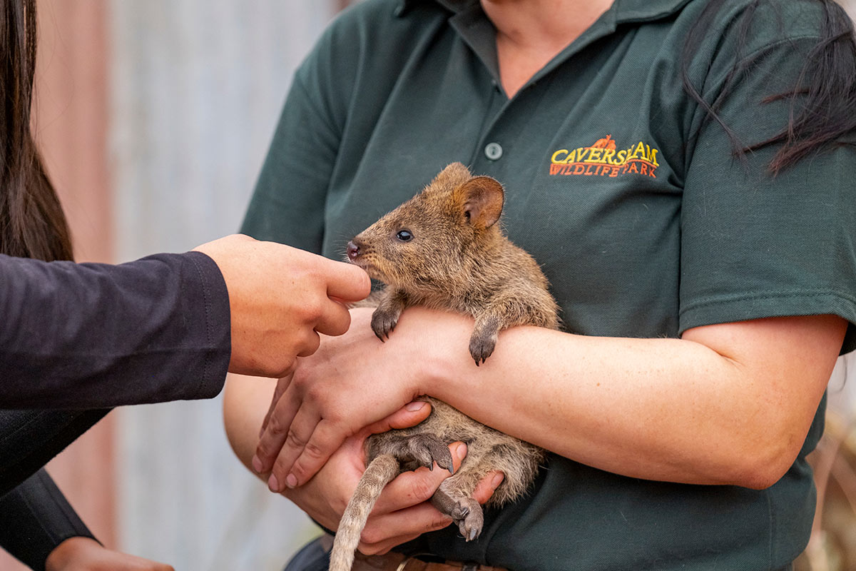 Private Tour: Caversham Wildlife Park & Swan Valley - Up Close and ...