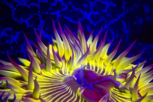 Fluorescent Night Diving - Mexico Divers Reservations