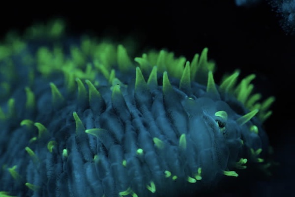 Fluorescent Night Diving - Mexico Divers Reservations