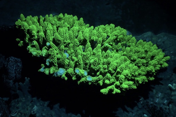 Fluorescent Night Diving - Mexico Divers Reservations