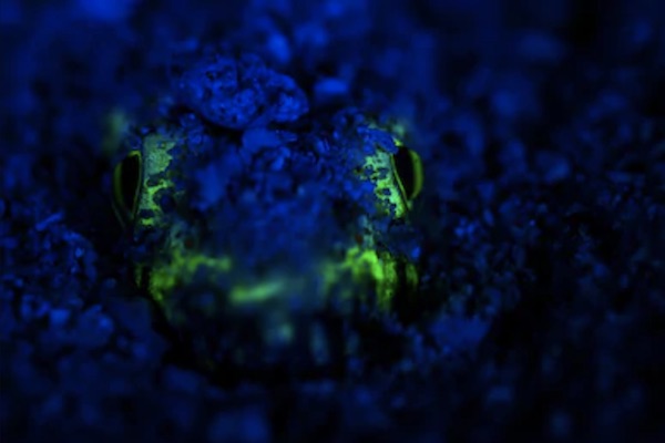 Fluorescent Night Diving - Mexico Divers Reservations