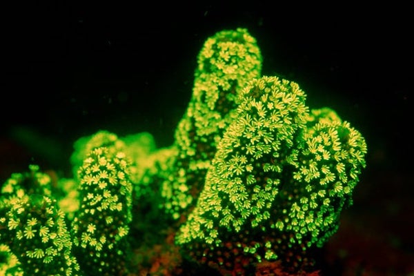 Fluorescent Night Diving - Mexico Divers Reservations