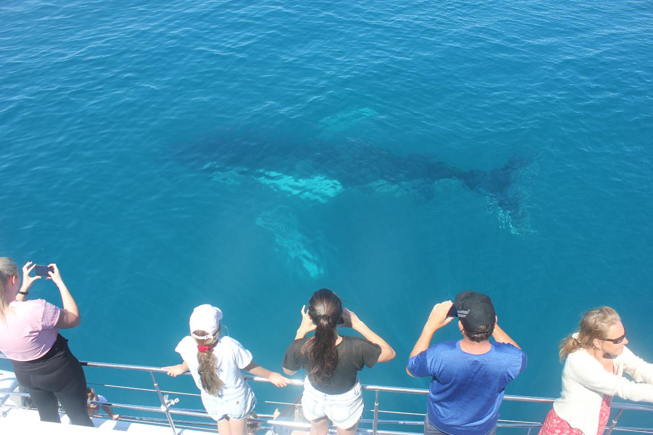 Freedom Premium 3/4 Day Whale Watch Cruise Direct - spend more time ...