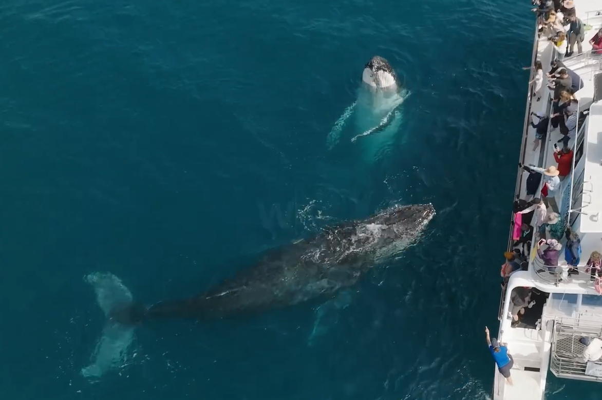 Freedom Premium 3/4 Day Whale Watch Cruise - spend more time with the ...