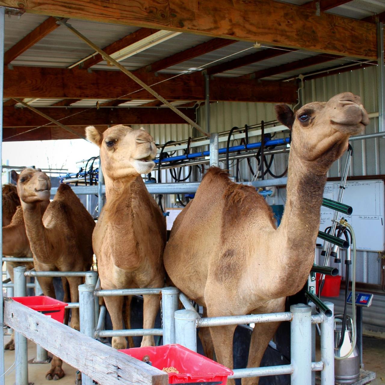 Eat Local Week - Sunrise Camel Dairy Tour & Breakfast